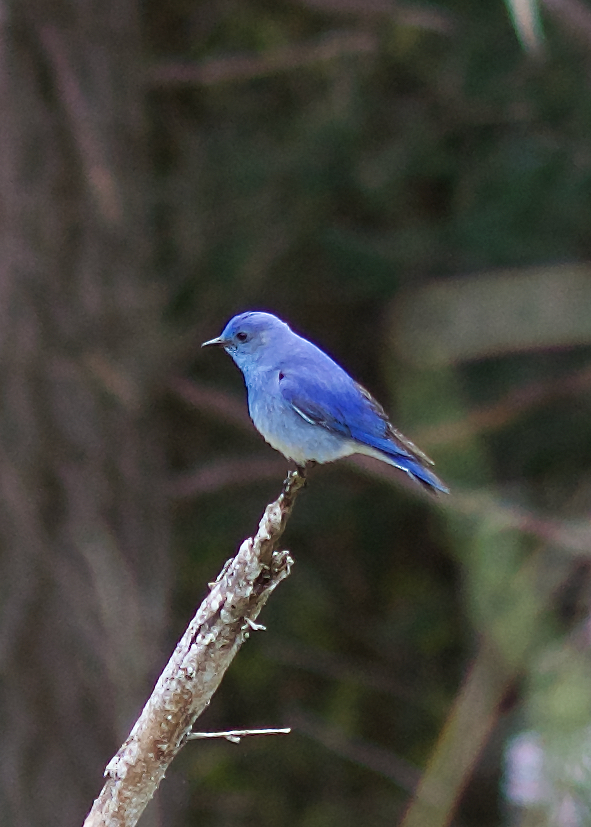 Mountain Bluebird from Capital, CA-BC, CA on April 26, 2023 at 12:32 PM ...
