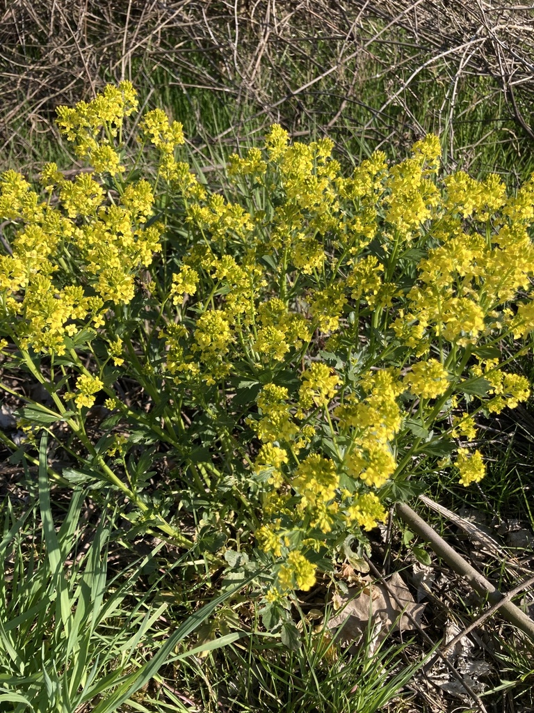 bitter wintercress from Addison New Carlisle Rd, New Carlisle, OH, US ...