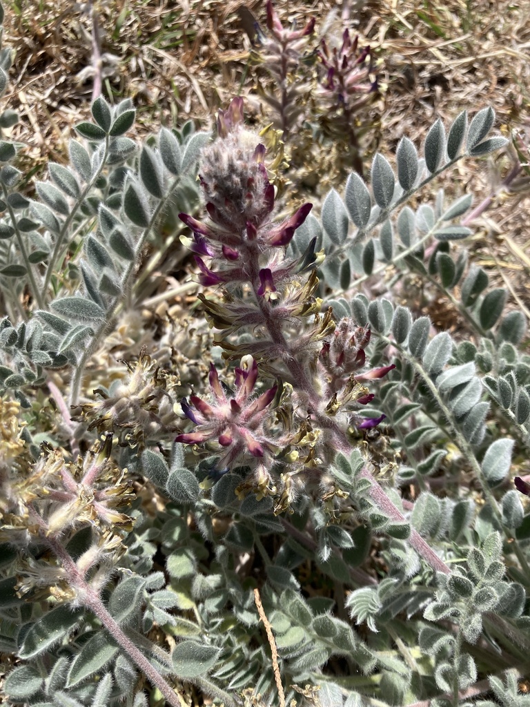 Woolly Locoweed from SH-78 Spur, Fort Davis, TX, US on April 26, 2023 ...