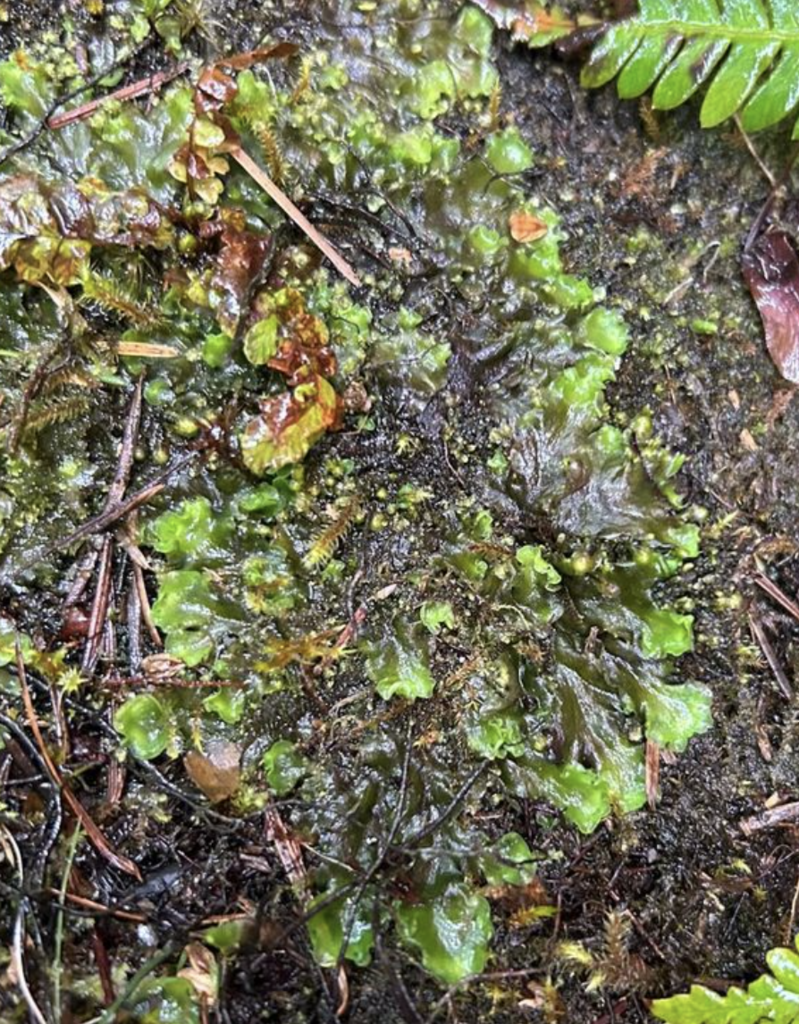 Ring Pellia from UBC, University Endowment Lands, BC, Canada on April ...