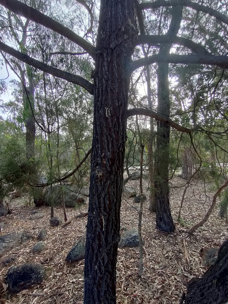 black cypress-pine from Ballandean QLD 4382, Australia on April 27 ...