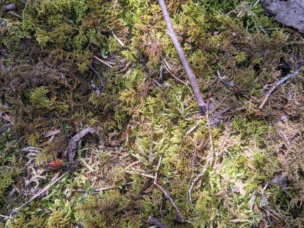 delicate fern moss from Shoreview, MN 55126, USA on April 26, 2023 at ...