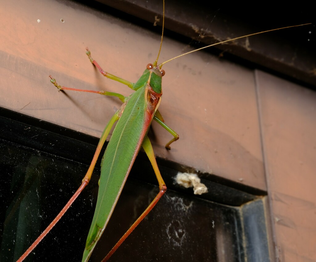 Torbia from Anglesea VIC 3230, Australia on April 25, 2023 at 08:11 PM ...