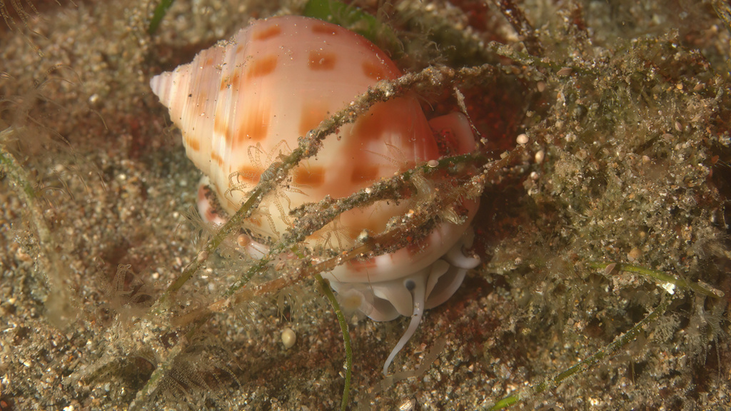 Ball Helmet Snail from Bauan - Mabini Rd, Anilao, Batangas, Mabini ...