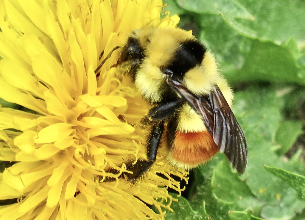 Hunt's Bumble Bee from Penticton, BC, Canada on April 26, 2023 at 12:11 ...