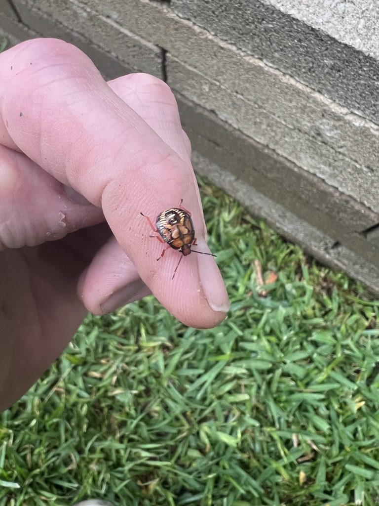 Spined Soldier Bug from Standish Dr, Irving, TX, US on April 26, 2023 ...