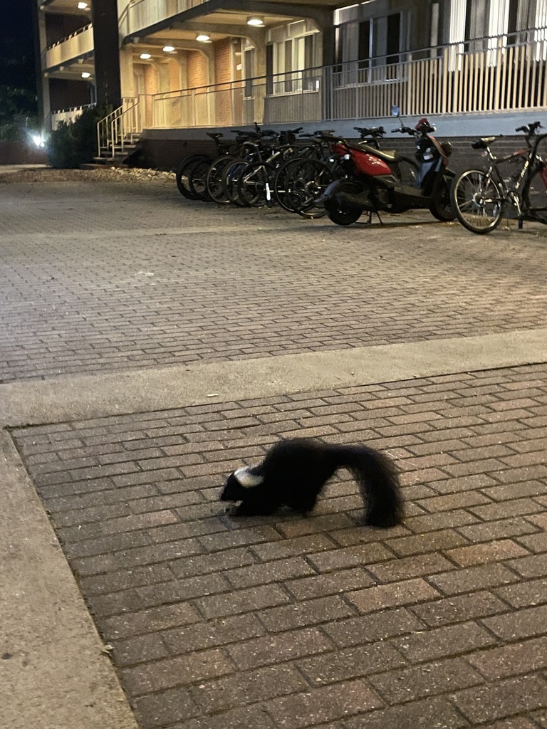 Striped Skunk from University of Virginia, Charlottesville, VA, US on ...