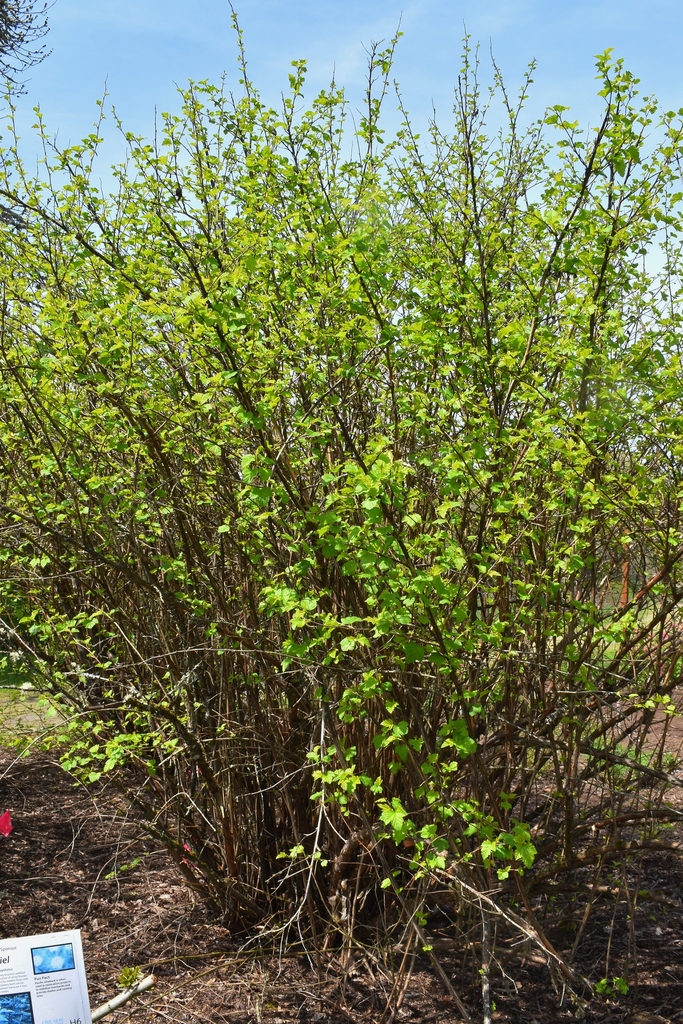 Pacific ninebark from FBP Native Plant Nursery Lane County, OR, USA on ...