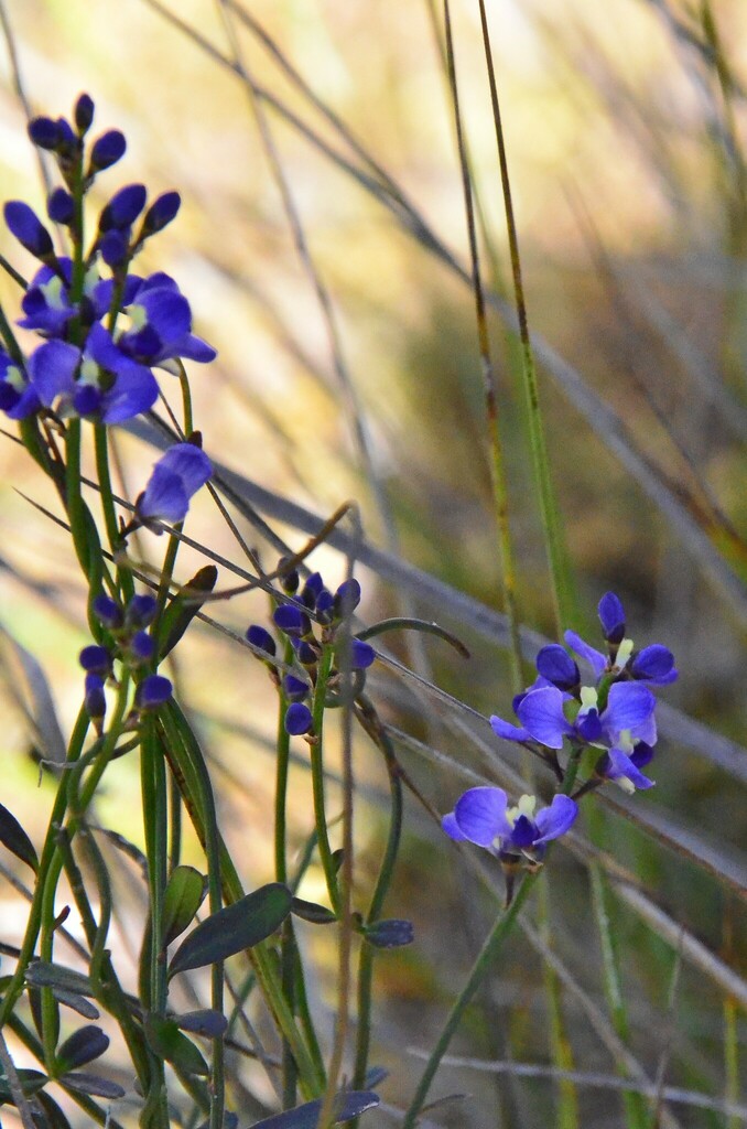 flowering plants from Murray Bridge SA, Australia on September 07, 2020 ...