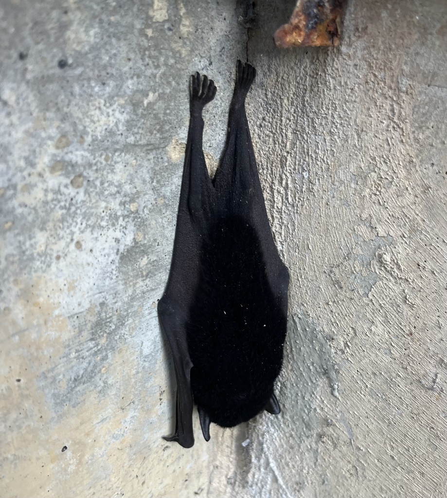 Yellow-bellied Pouched Bat from Eraring, NSW, AU on April 27, 2023 at ...