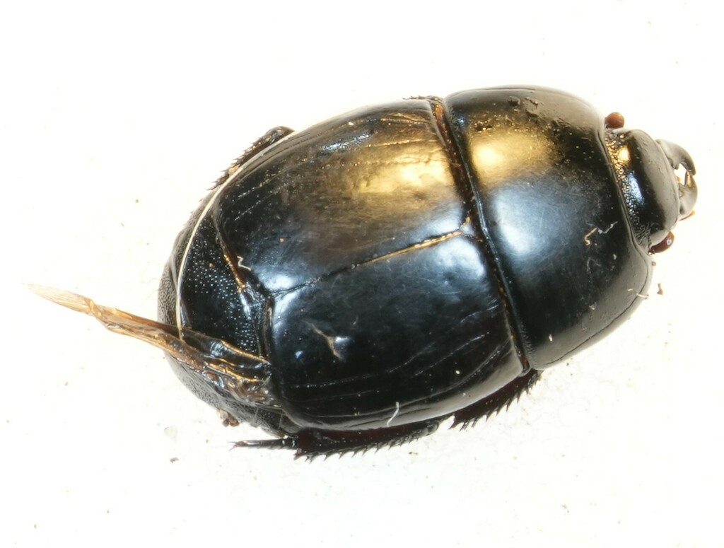 Hister quadrimaculatus from 65150 Saint-Paul, France on July 24, 2022 ...