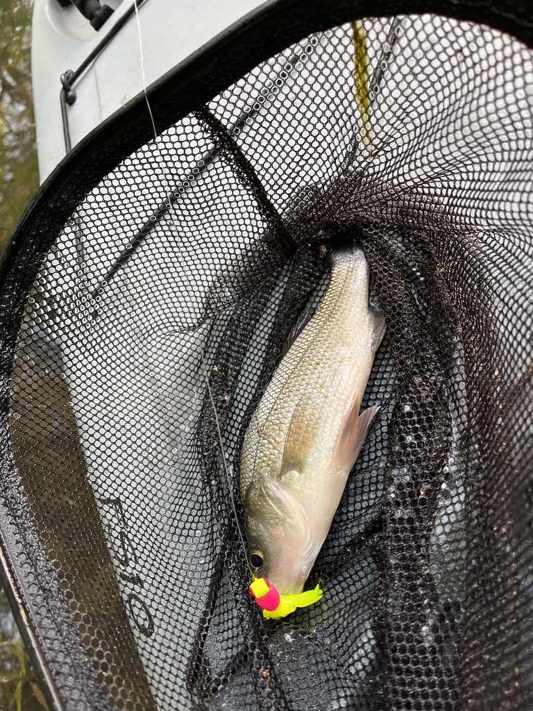 White Perch from Saluda, VA, US on April 21, 2023 at 06:53 PM by Sarah ...