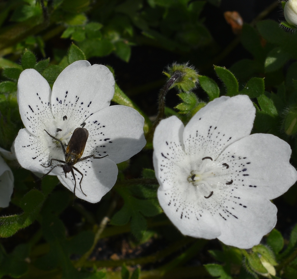 Empidinae from FBP Native Plant Nursery Lane County, OR, USA on April ...