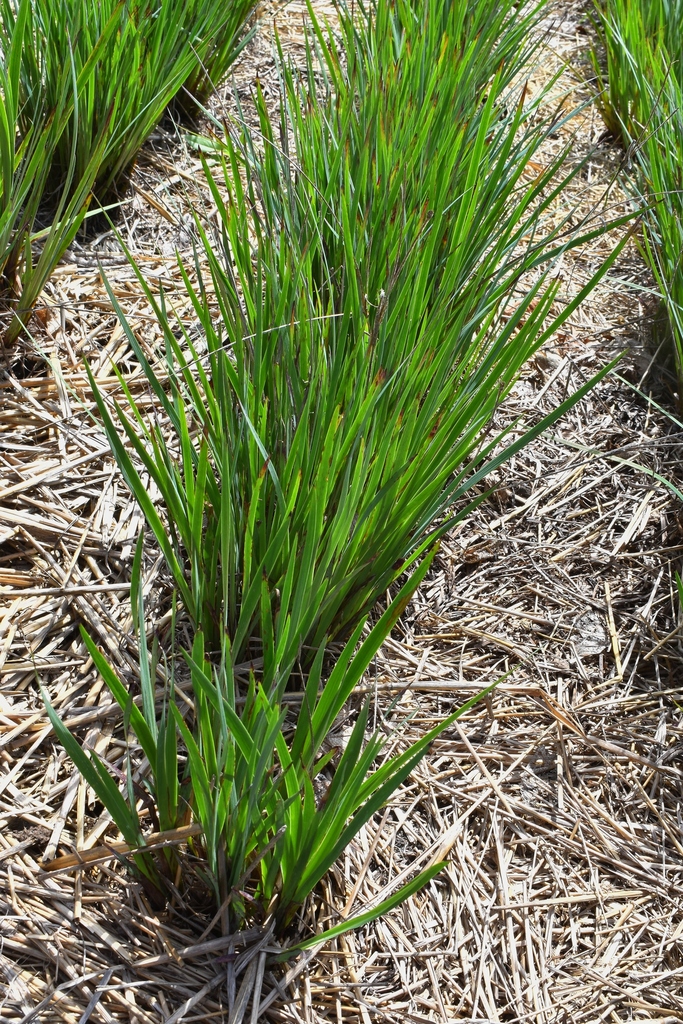 Hitchcock's Blue-eyed Grass from FBP Native Plant Nursery Lane County ...