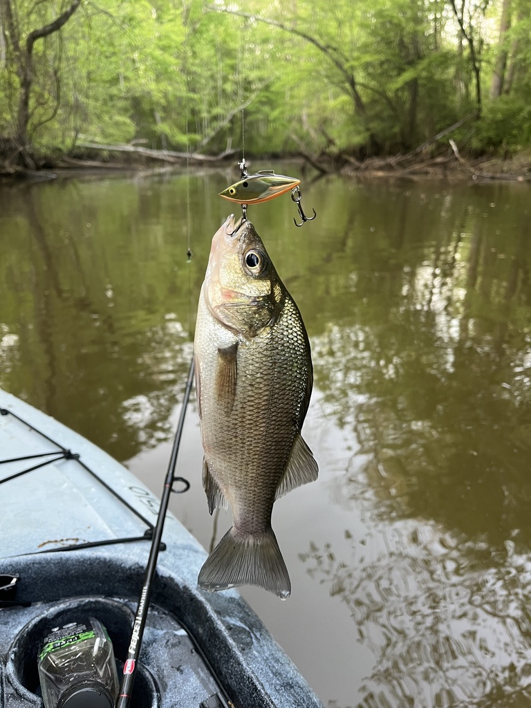 White Perch from Saluda, VA, US on April 21, 2023 at 07:21 PM by Sarah ...