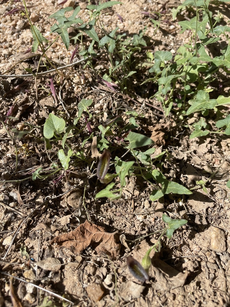 southwestern pipevine from N Cave Creek Rd, Cave Creek, AZ, US on April ...