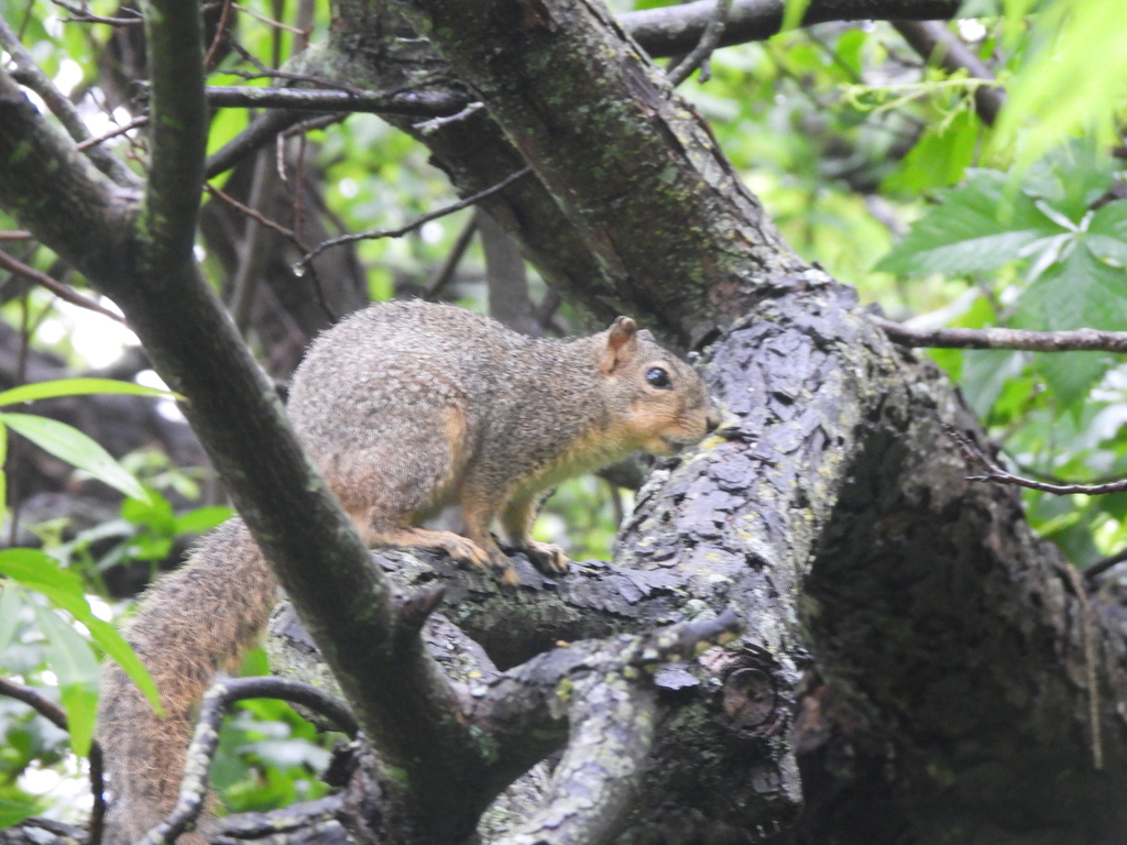 Fox Squirrel from North Arlington, Arlington, TX, USA on April 26, 2023 ...