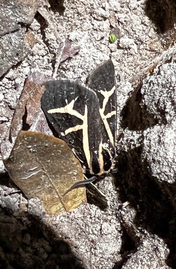 Figured Tiger Moth from Mt Nebo Rd, Marion, AL, US on April 26, 2023 at ...