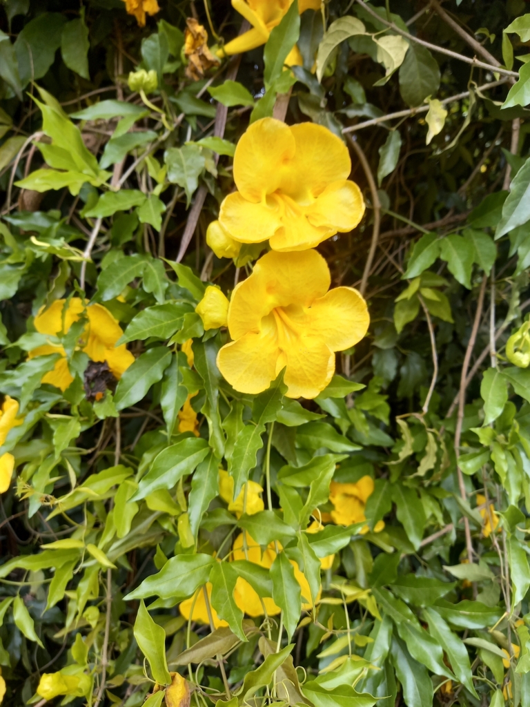 Catclaw vine from Great Western Hwy after River Rd, Emu Plains NSW 2750 ...