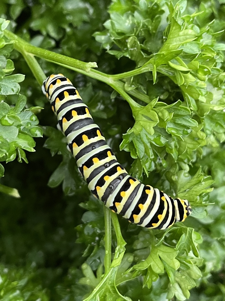 Black Swallowtail from Sterling Dr, Benbrook, TX, US on April 26, 2023 ...