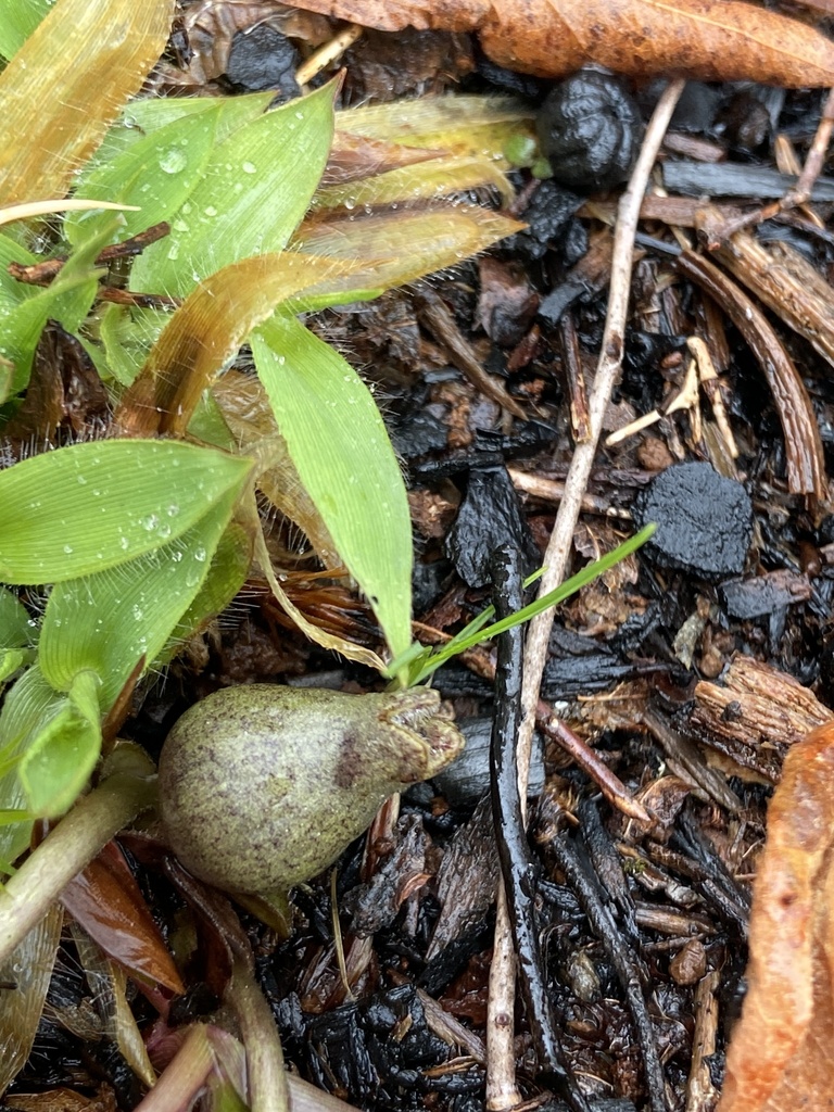 Appalachian Little Brown Jug in April 2023 by Janet Novak. Var ruthii ...
