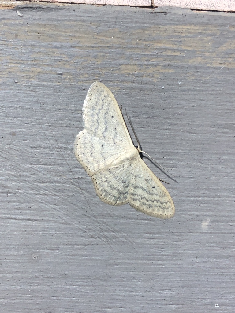 Varied Wave Moth from Vale St, Skye, SA, AU on April 26, 2023 at 08:43 ...