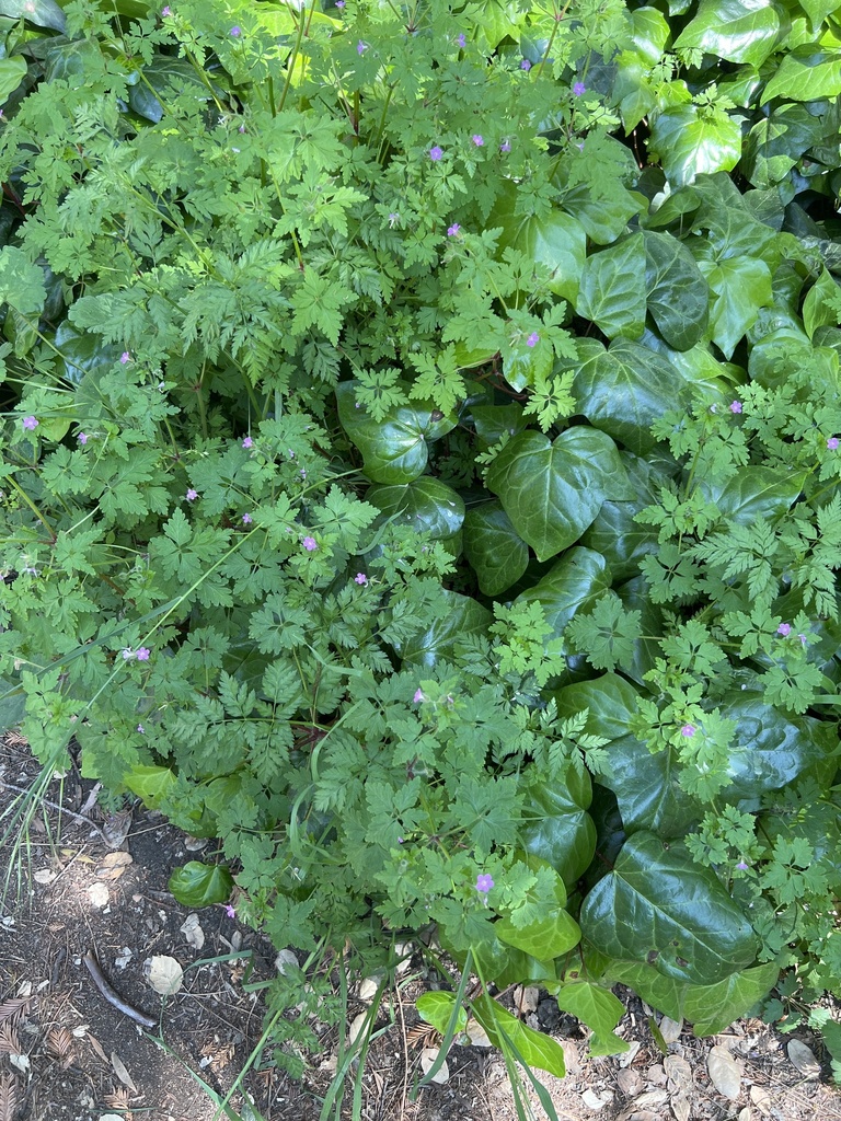 Little-Robin from University of California, Berkeley, CA, US on April ...