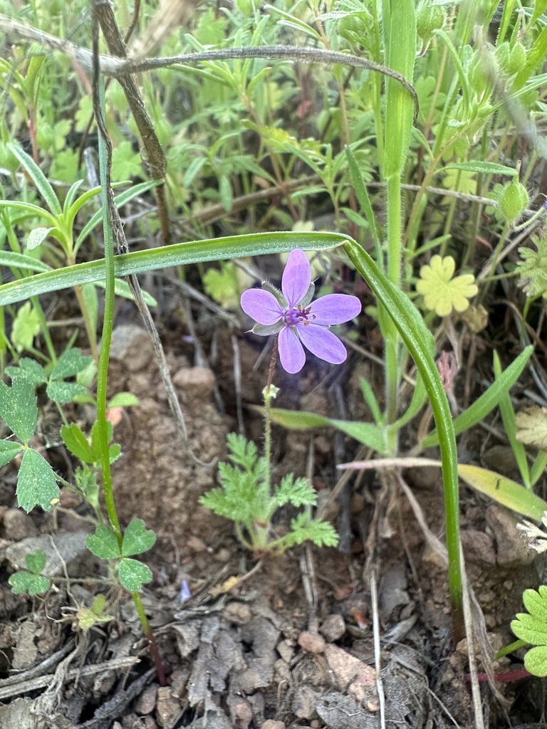 Redstem Stork's-bill from Shasta-Trinity National Forest, Redding, CA ...