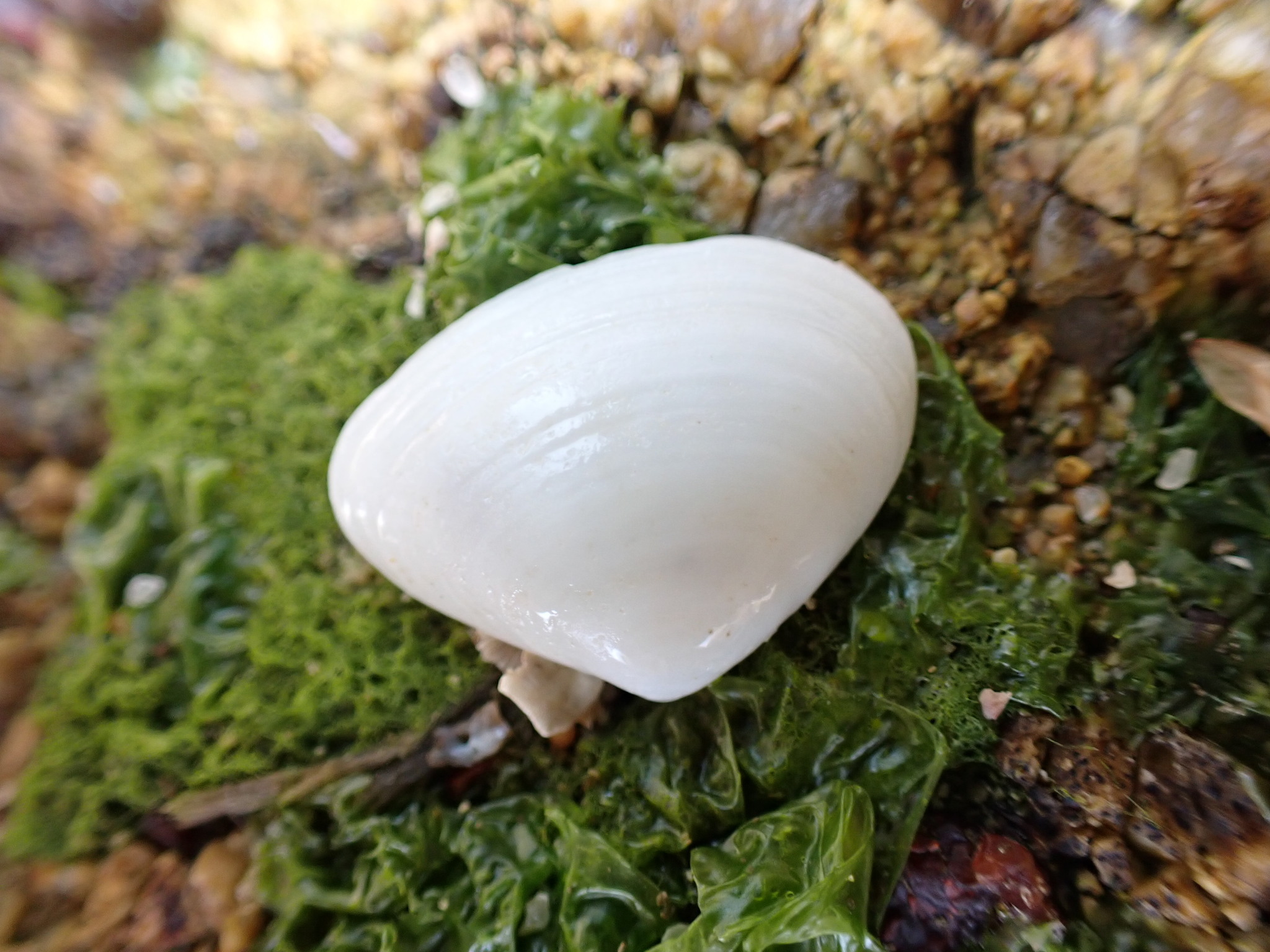 Atactodea striata (Gmelin, 1791)