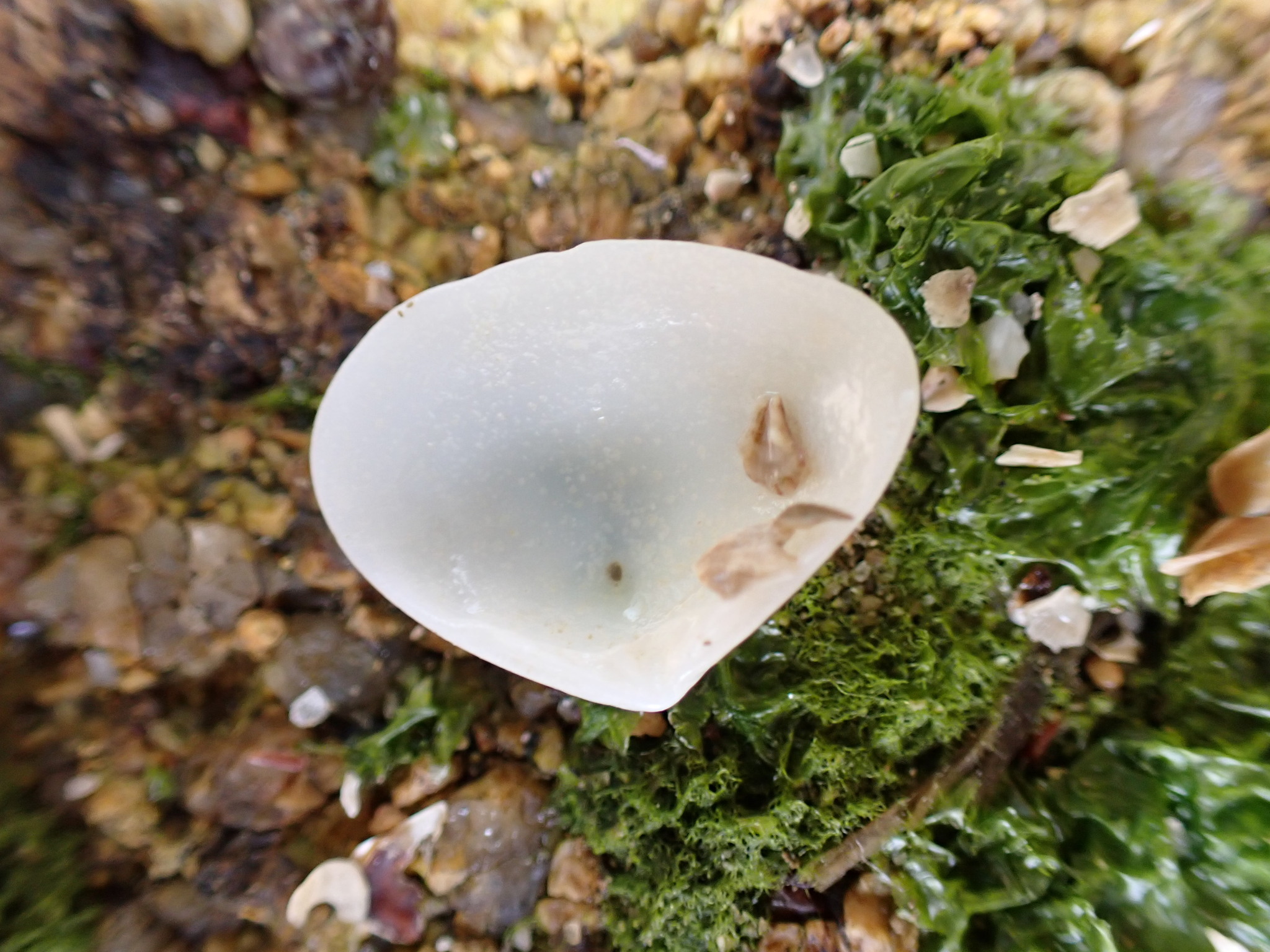 Atactodea striata (Gmelin, 1791)