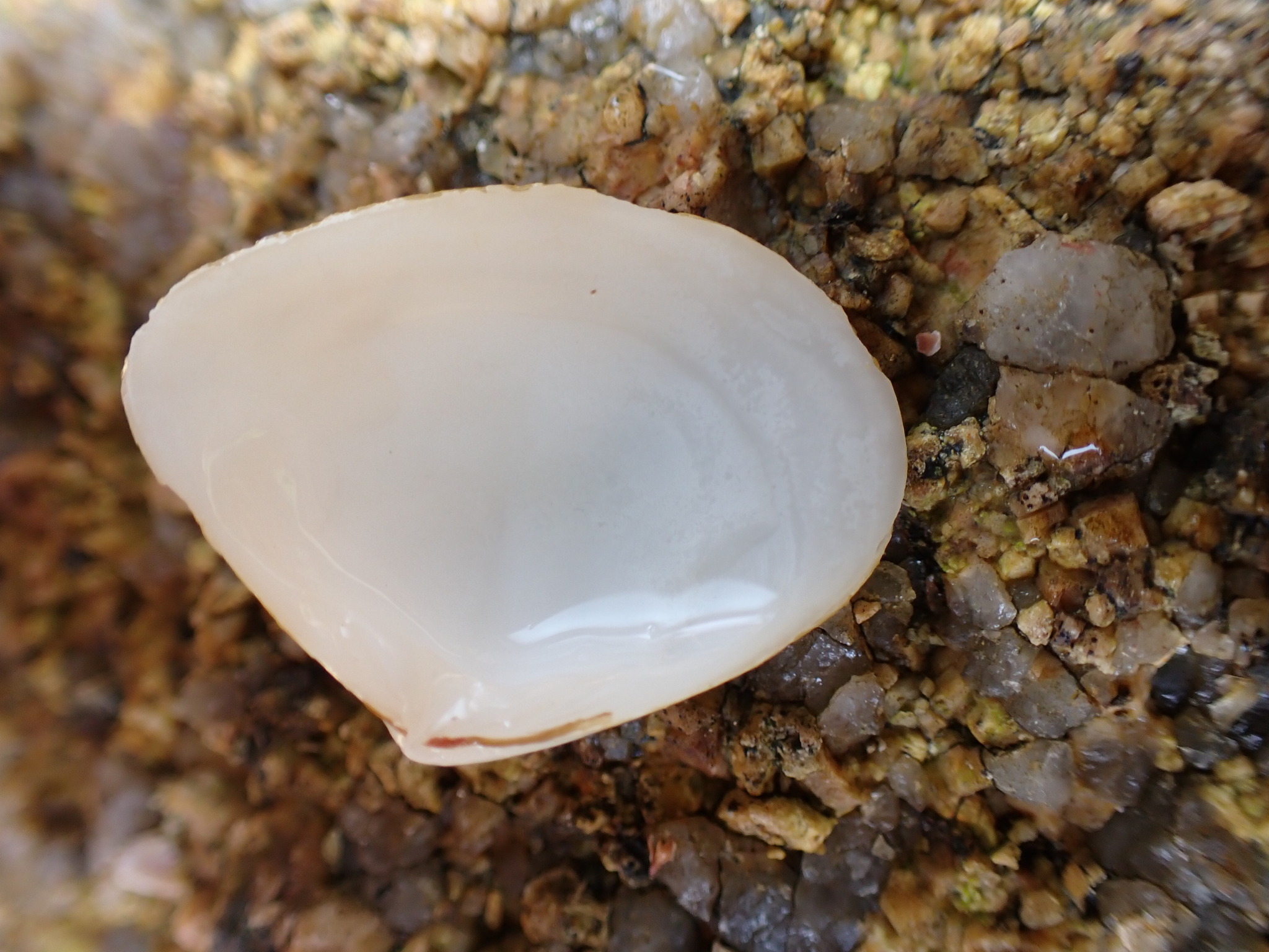 Atactodea striata (Gmelin, 1791)