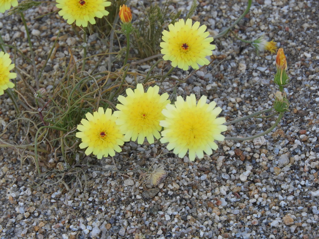 desert dandelion from San Diego County, CA, USA on April 20, 2023 at 09 ...