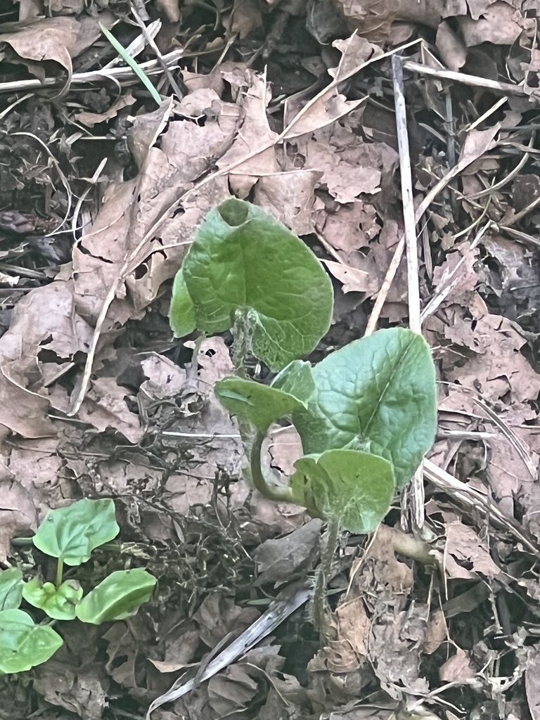 Western Wild Ginger from Benton County, OR, USA on April 26, 2023 at 01 ...