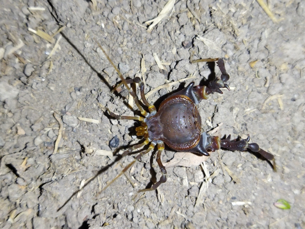 Pachylus quinamavidensis from Teno, Maule, Chile on April 26, 2023 at ...