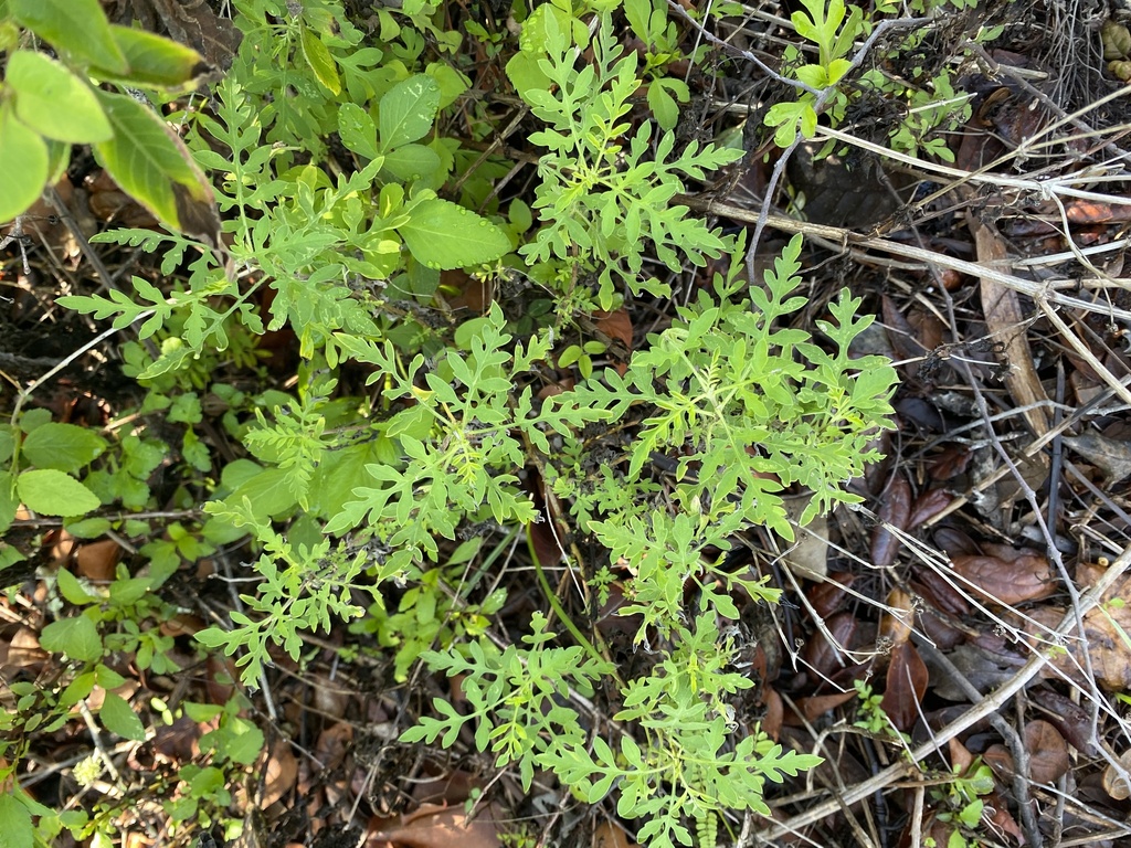 common ragweed from Singer Island, Juno Beach, FL, US on April 26, 2023 ...