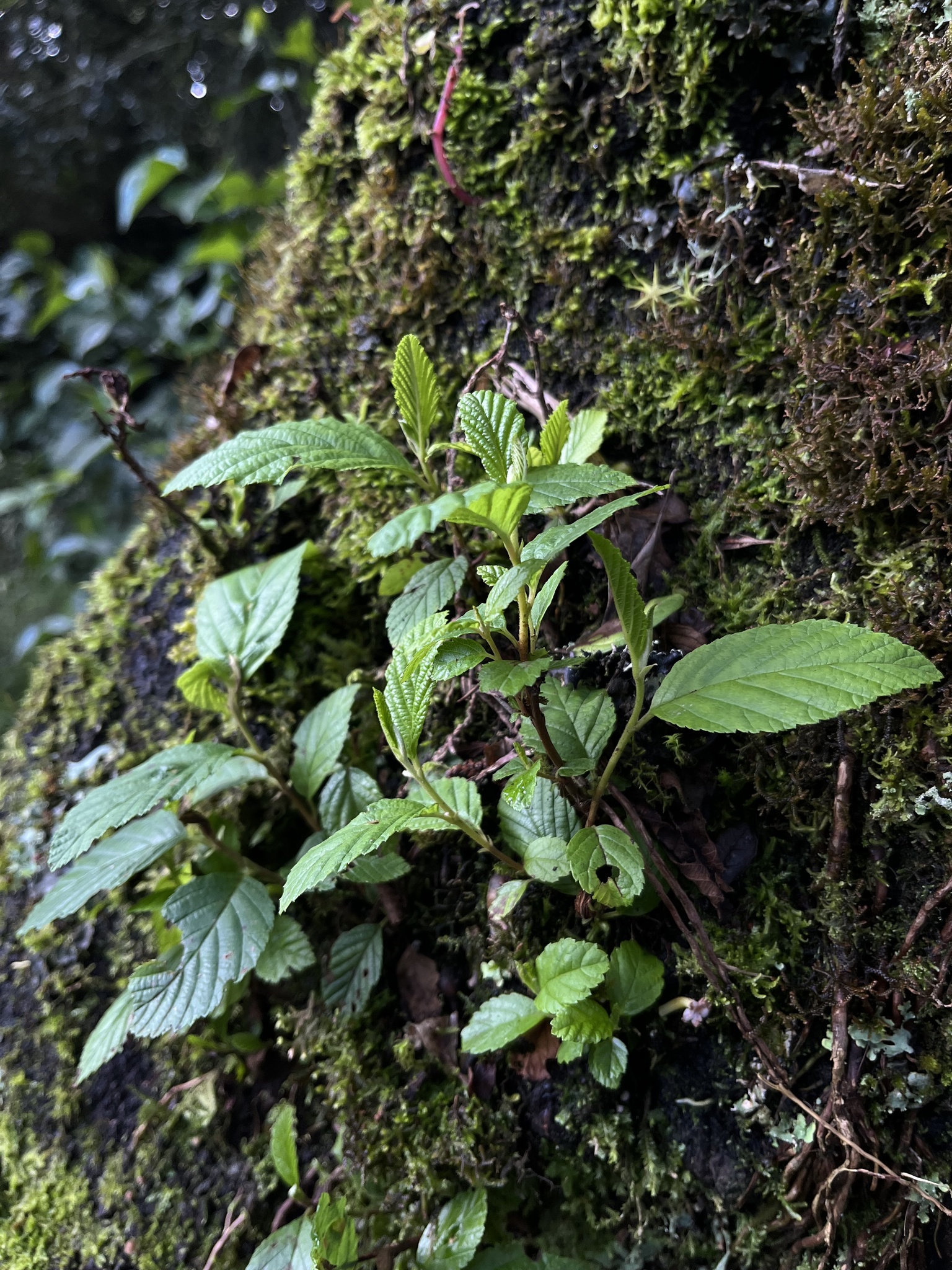 Alnus acuminata Kunth