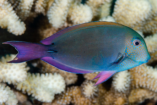 Dusky Surgeonfish (Reef Fish of the Hawaiian Islands) · iNaturalist