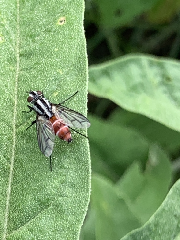Bristle Flies in April 2023 by Mark Buijtendijk · iNaturalist