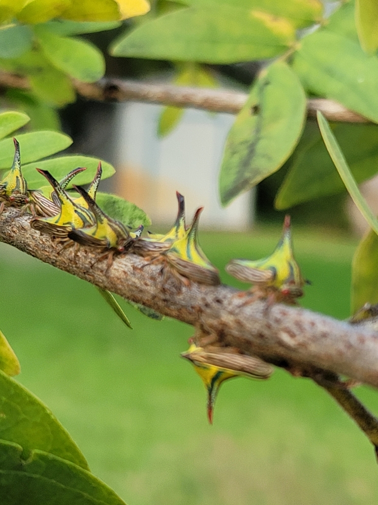 Thorn Treehopper from Tamarac, FL, USA on March 08, 2023 at 05:21 PM by ...