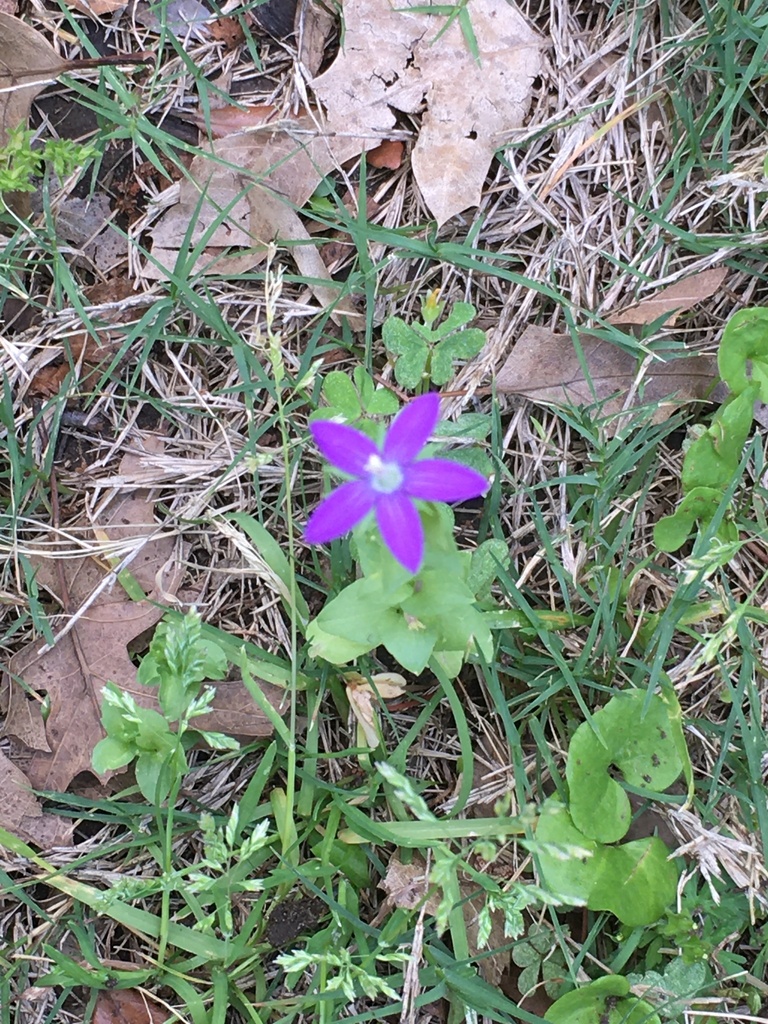 Venus's looking-glass from W Rosemeade Pkwy, Carrollton, TX, US on ...