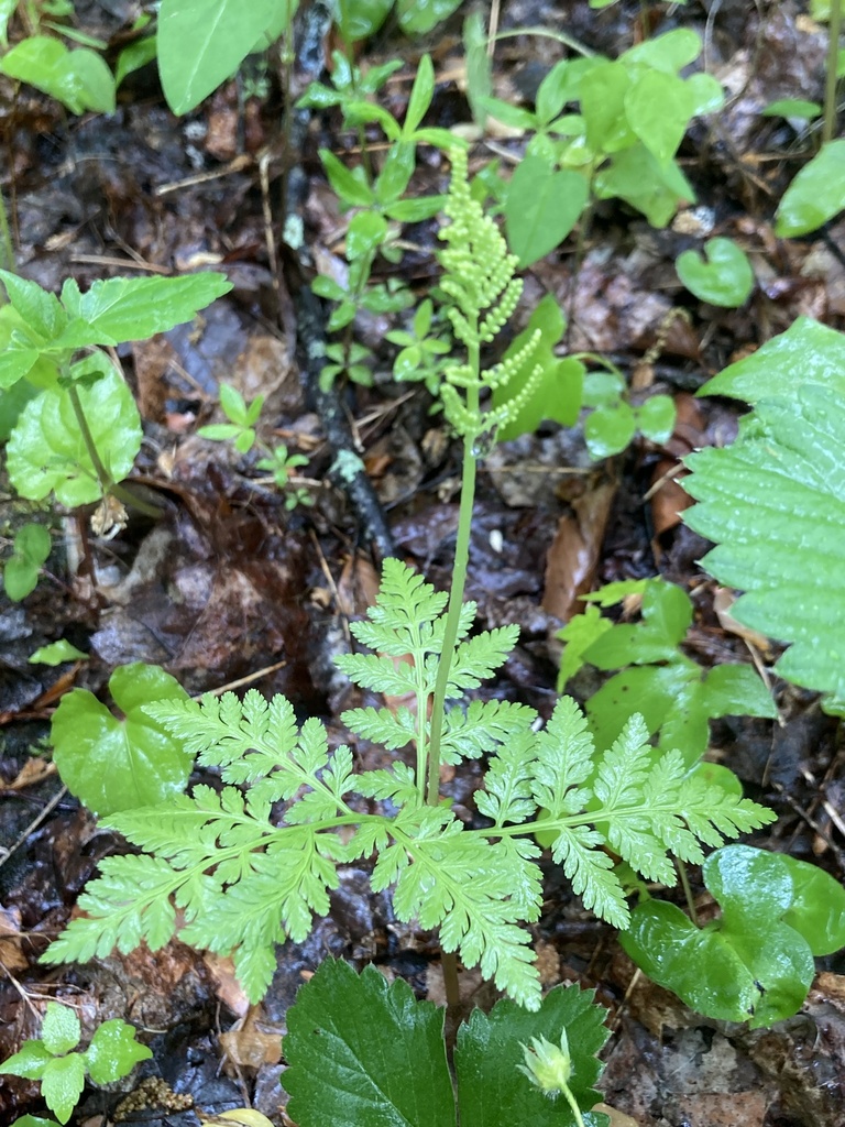 rattlesnake fern from Great Smoky Mountains, Cosby, TN, US on April 26 ...