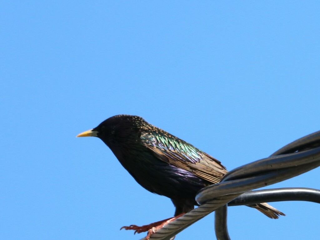 European Starling from St. Catharines, ON, Canada on April 26, 2023 at ...