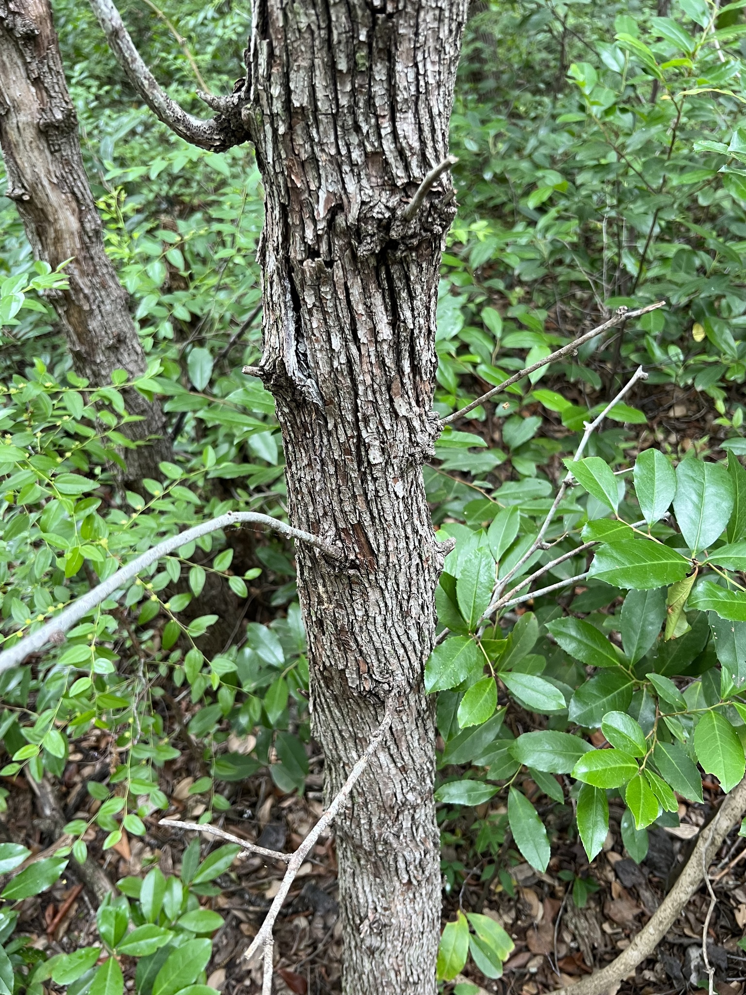 Ziziphus jujuba Mill.