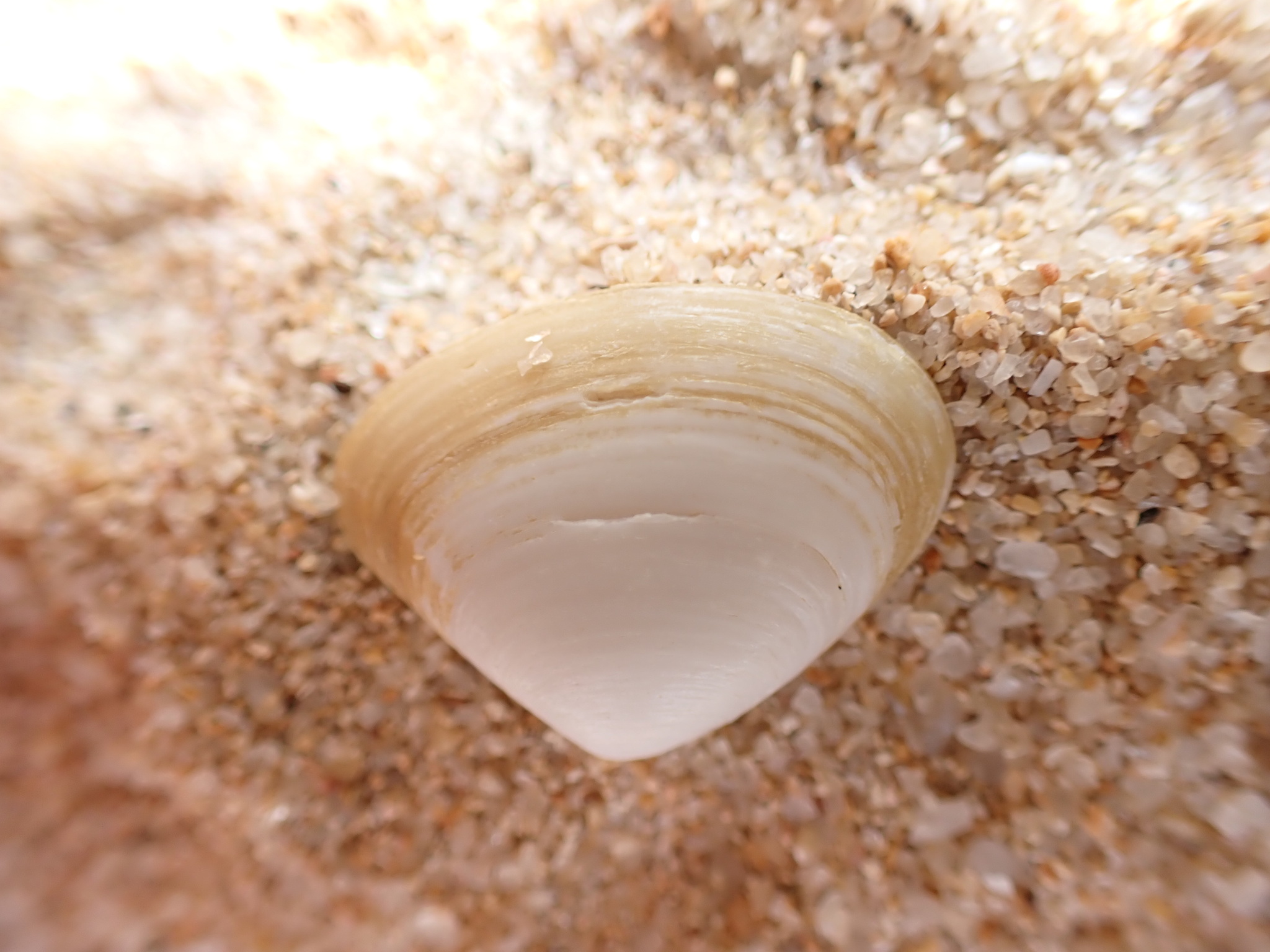 Atactodea striata (Gmelin, 1791)