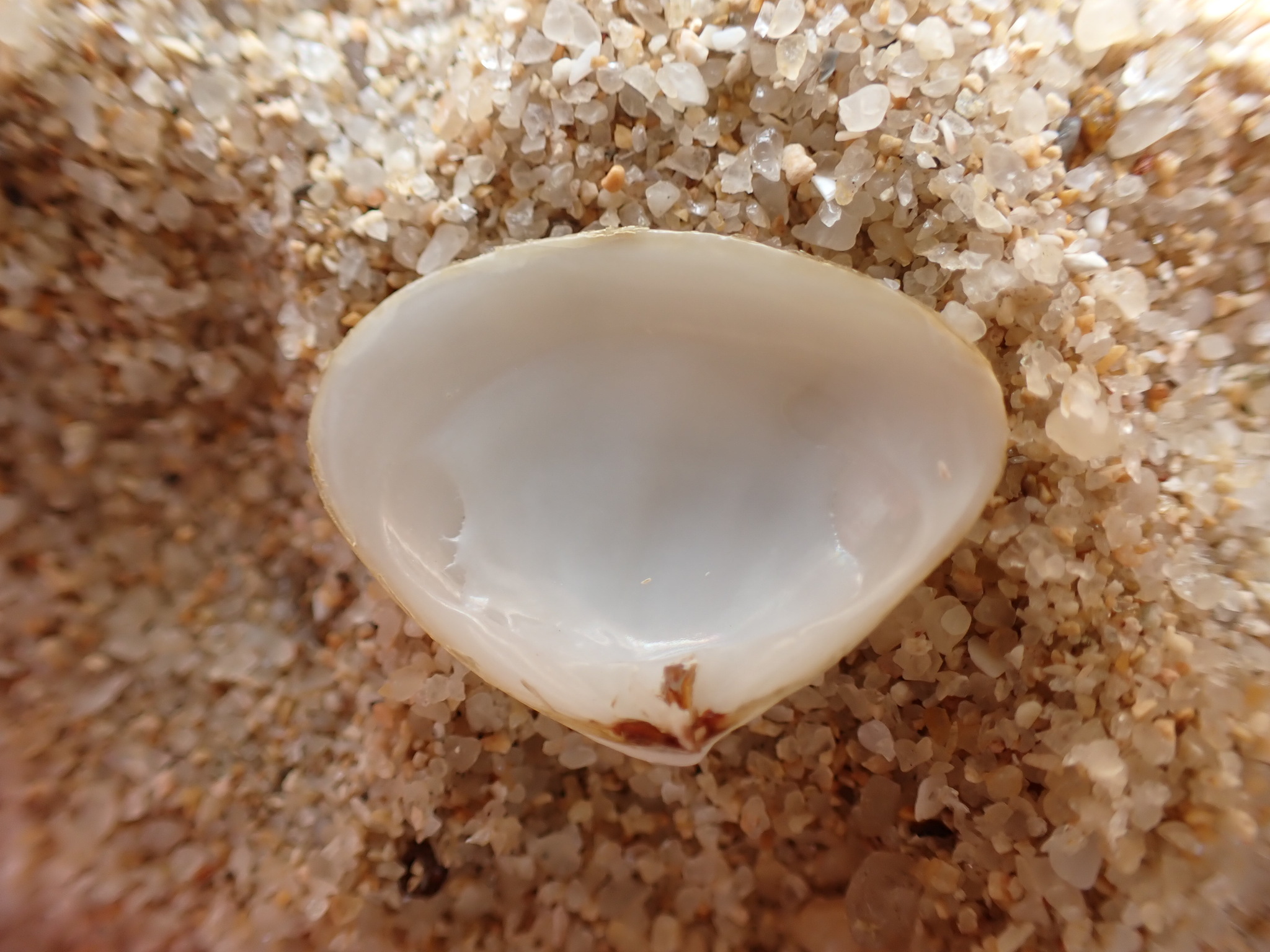 Atactodea striata (Gmelin, 1791)