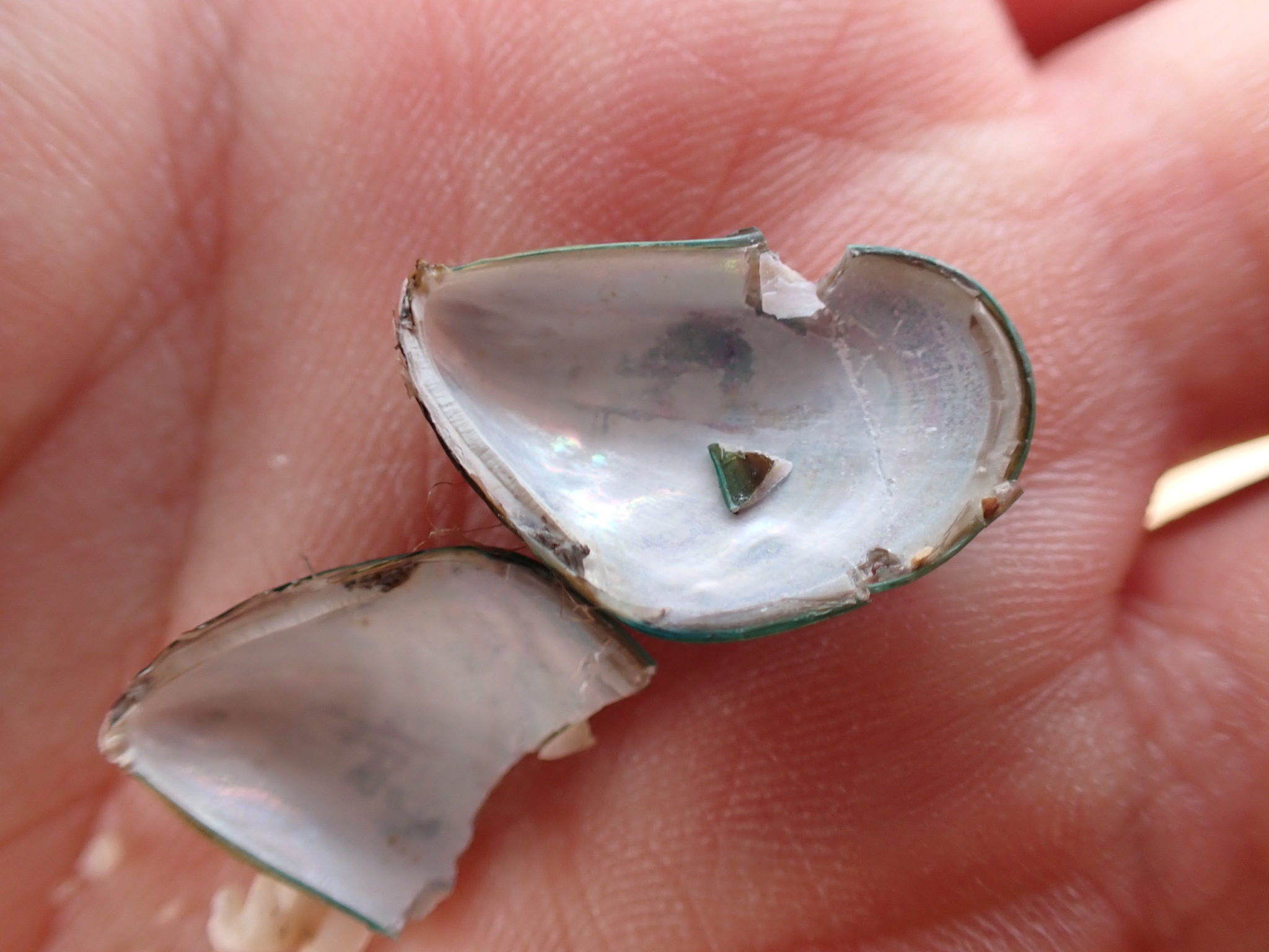 Perna viridis (Linnaeus, 1758)