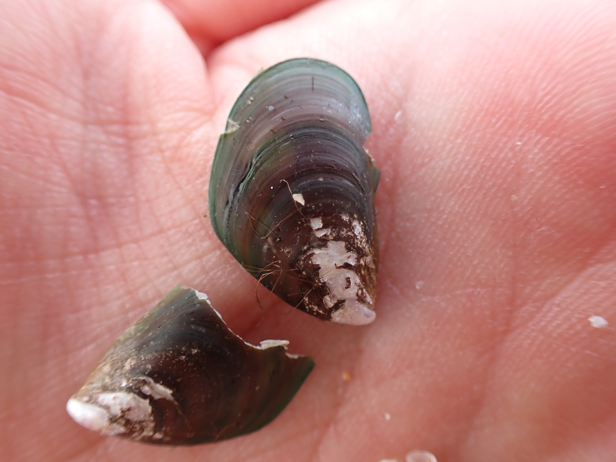 Perna viridis (Linnaeus, 1758)