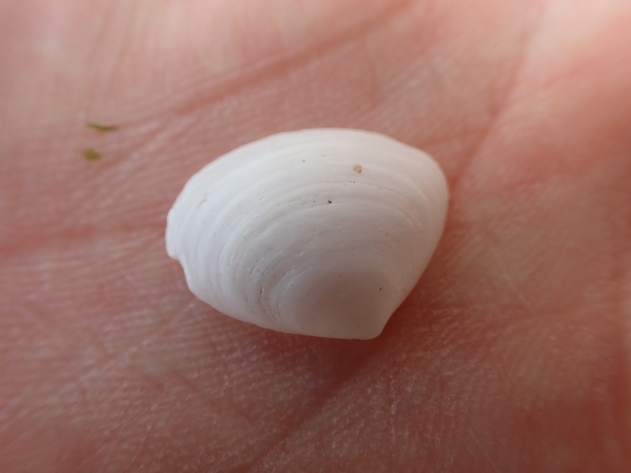 Atactodea striata (Gmelin, 1791)