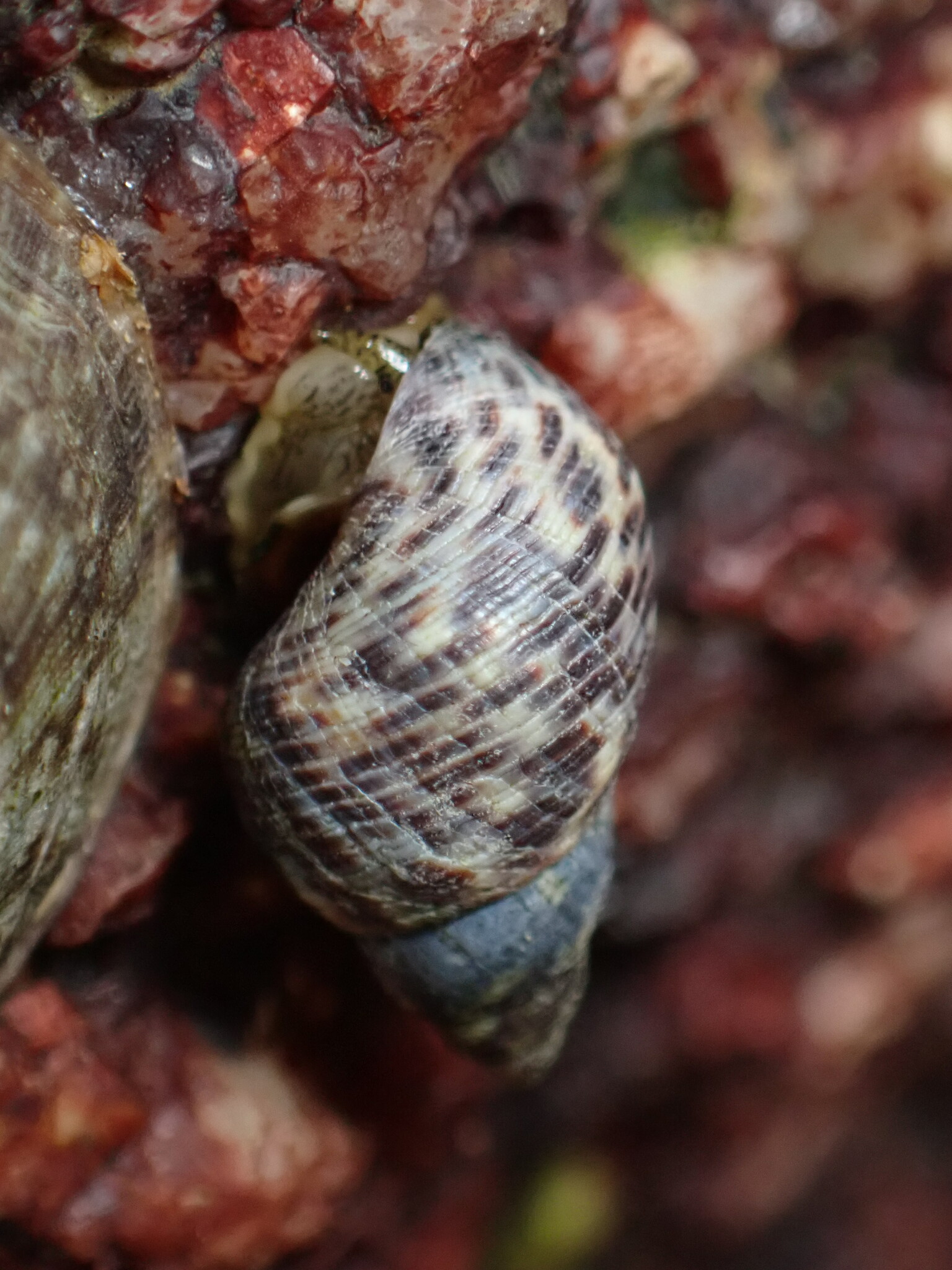 Littoraria articulata (Philippi, 1846)