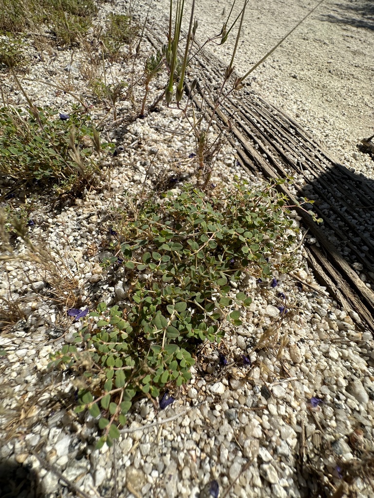 smallseed sandmat from Anza-Borrego Desert State Park, Borrego Springs ...